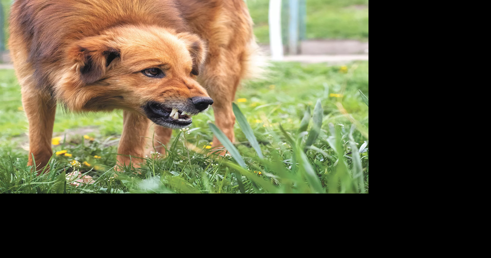 Managing a dog's aggressive behavior requires a serious approach ...