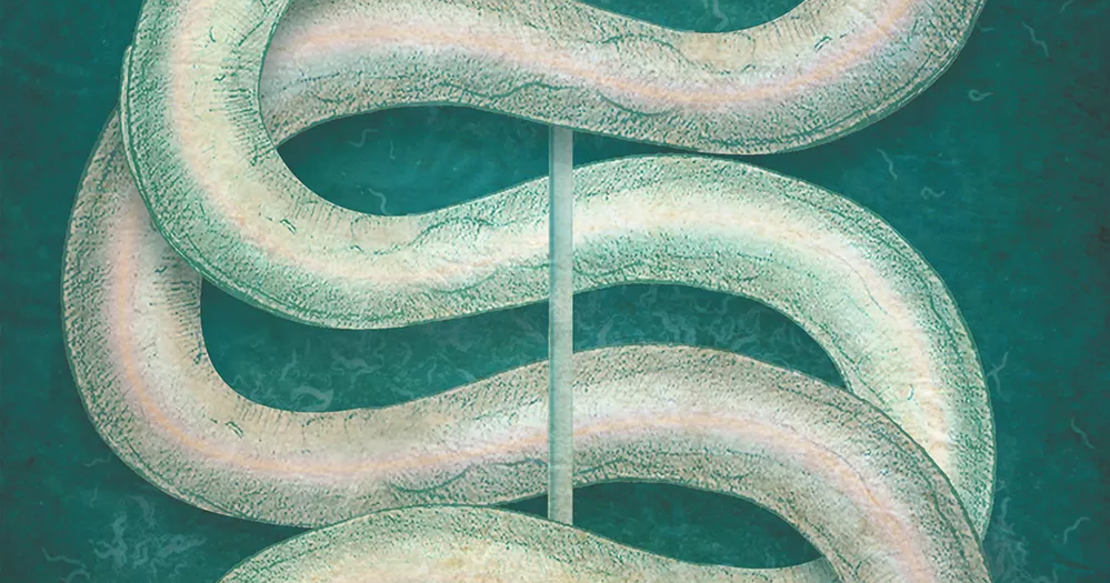 We Can Learn about Cancer from Fish and Worms | News | inlander.com
