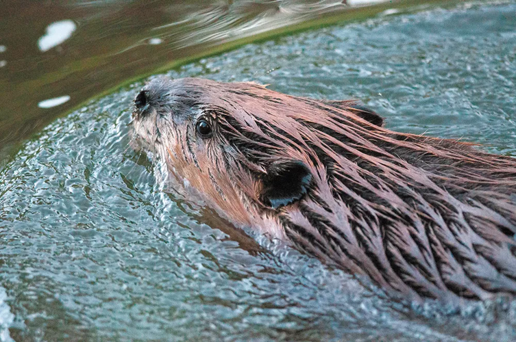 Beavers, marmots, turkeys and deer are gnawing at our urban core | Arts ...