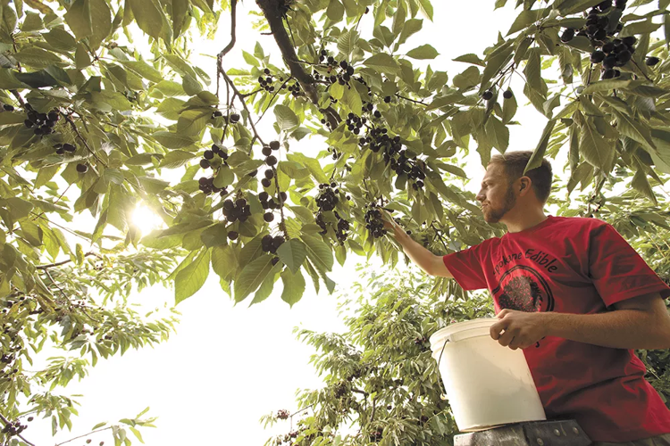 Fruits of Labor | Food & Drink | inlander.com