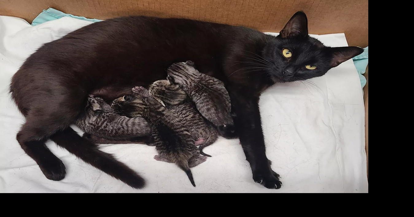 Here's how local animal lovers can lend a hand | Arts & Culture ...