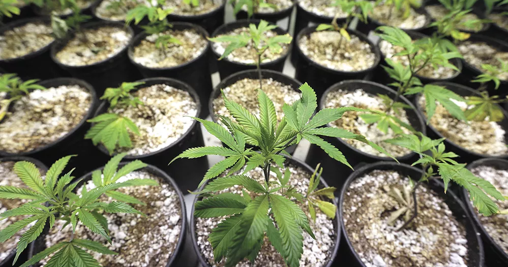 Bringing It All Back Home | Green Zone | inlander.com