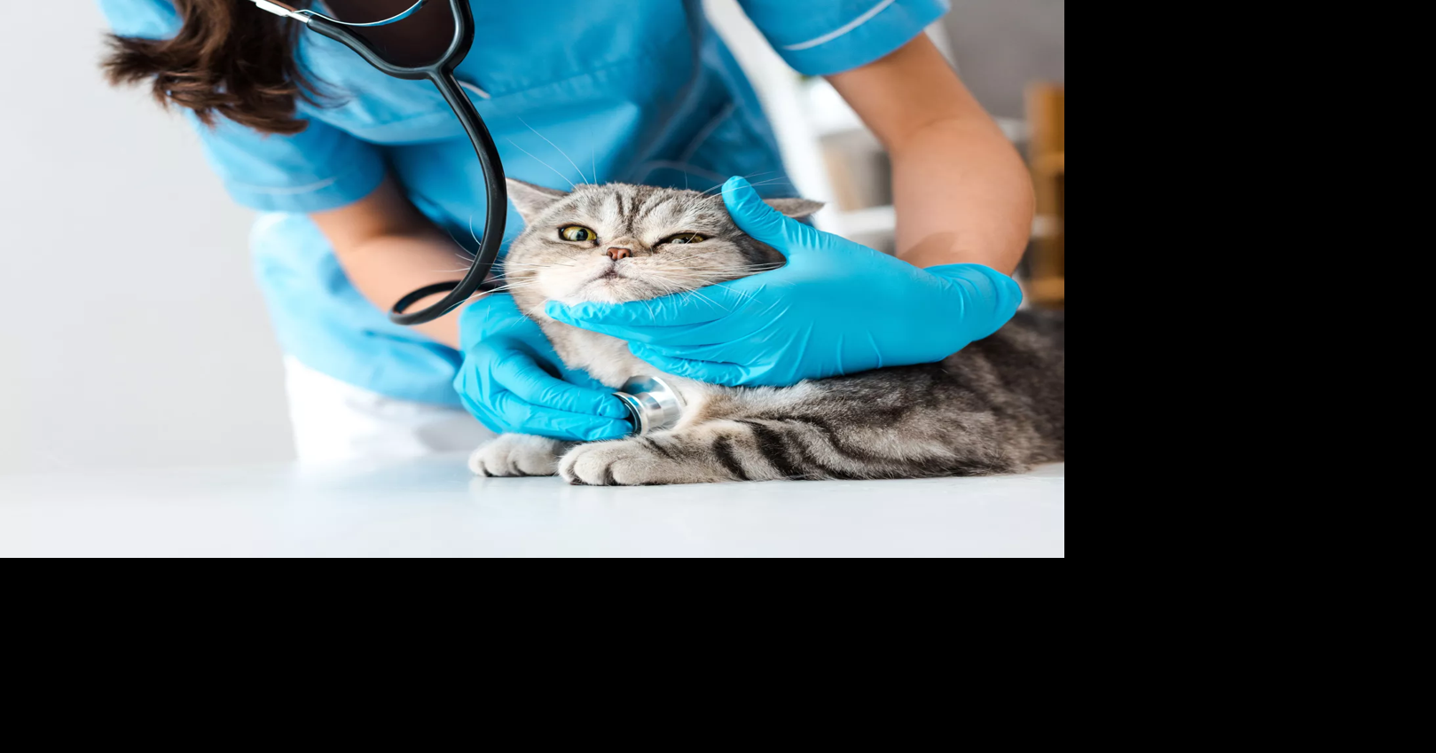 Coping with cats who don't like poking and prodding | Health | inlander.com