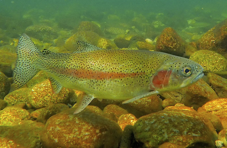 Swimming with the Spokane River's signature fish — a living symbol of ...