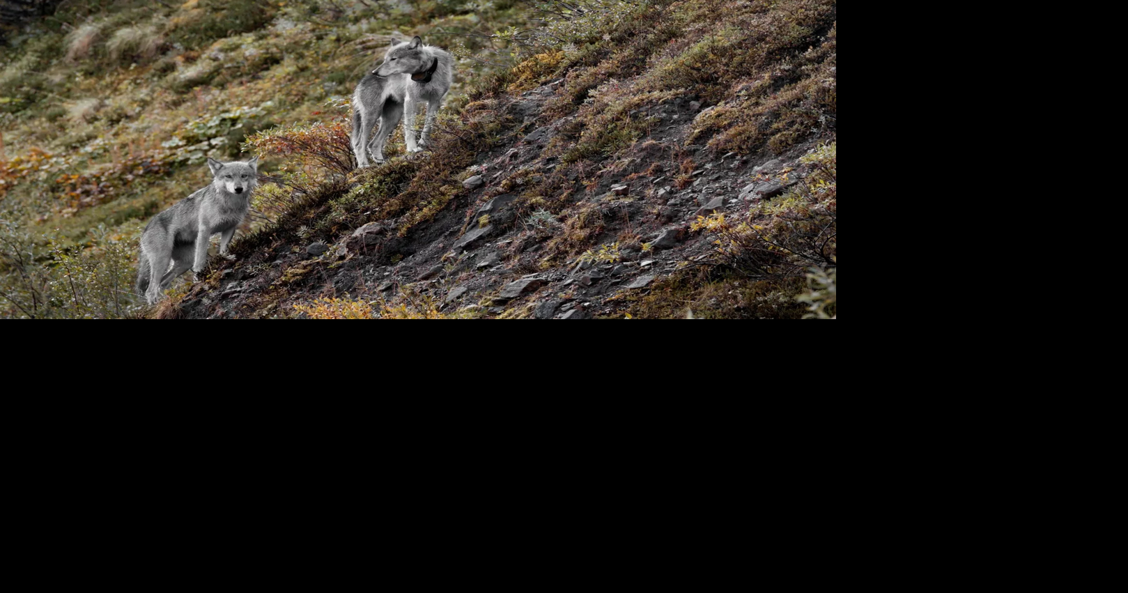 The documentary A Good Wolf looks at the ugly debate around a ...