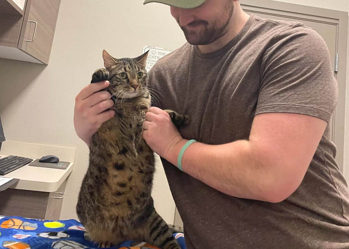 Coping with cats who don't like poking and prodding | Health | inlander.com