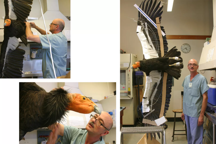 The last scientifically documented sighting of a wild condor in ...