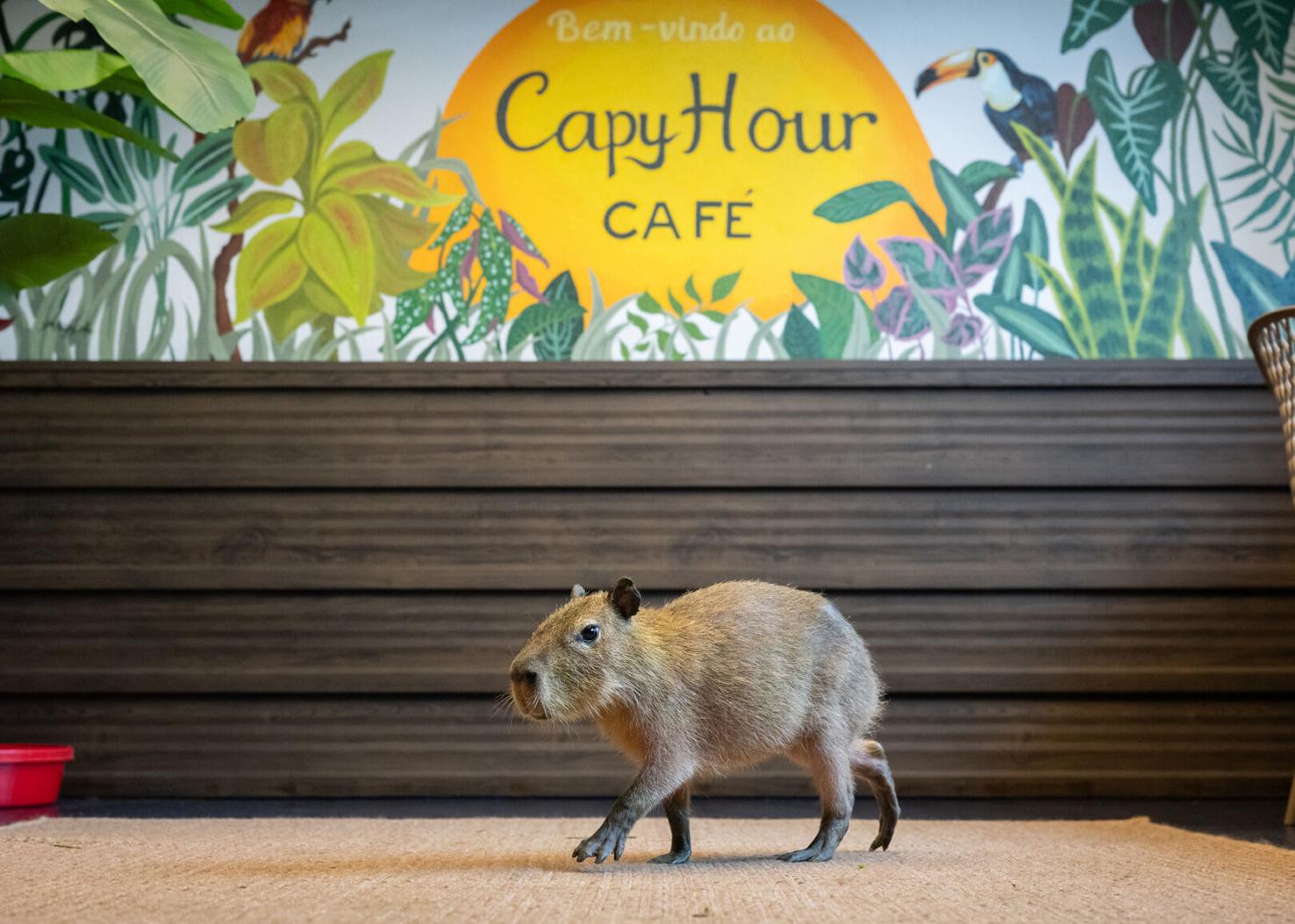 A new Coeur d’Alene cafe lets visitors sit and snuggle with a pair of ...