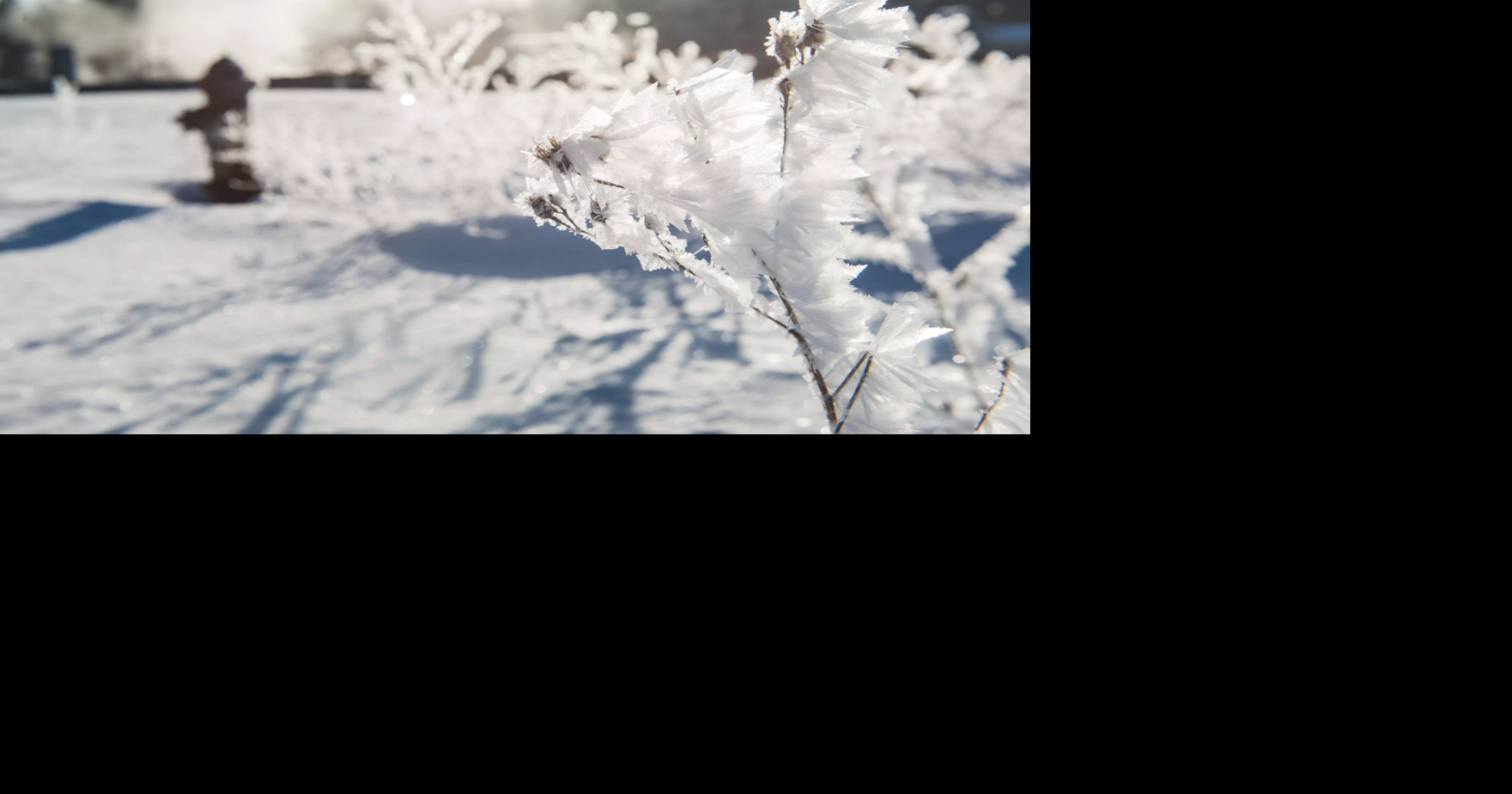 A dog's incredible journey, sexism in the Spokane restaurant scene, and other headlines | News ...