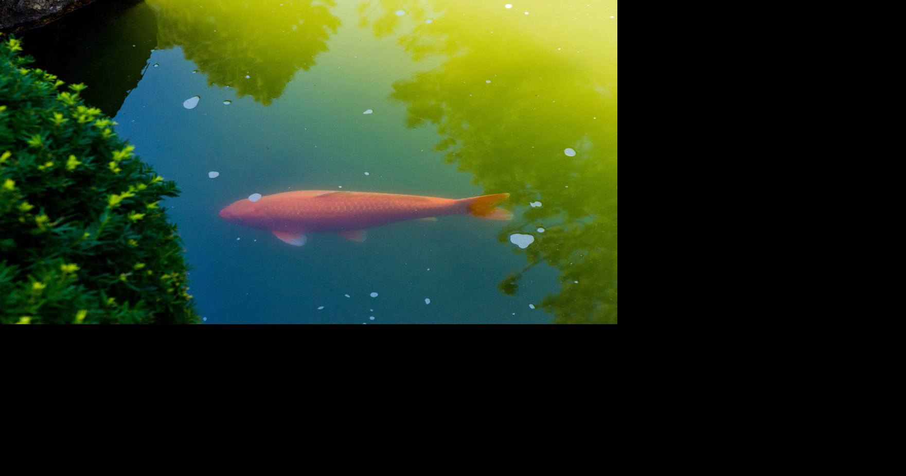 Free-flowing fentanyl, Browne's Addition's historic move and more headlines | News | inlander.com