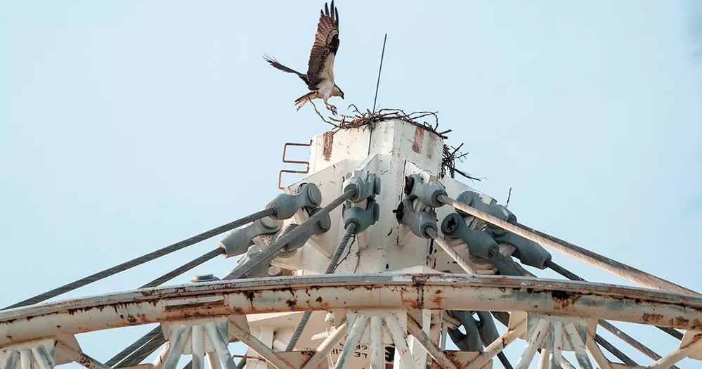 Beavers, marmots, turkeys and deer are gnawing at our urban core | Arts ...