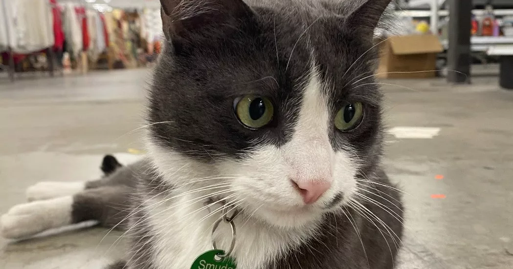 Meet Smudge, Global Neighborhood's resident cat beloved by staff and the community | Archive ...