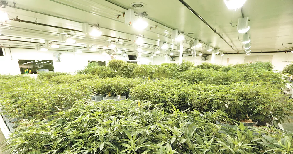Growing pot at home could become legal in Washington state | News ...