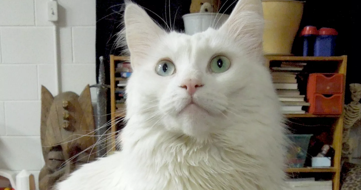 CAT FRIDAY: Meet the cats of Spokane Vintage Warehouse | Archive ...