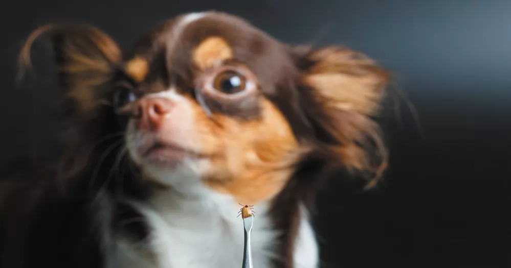 When ticks latch on, here's what to do | Health | inlander.com