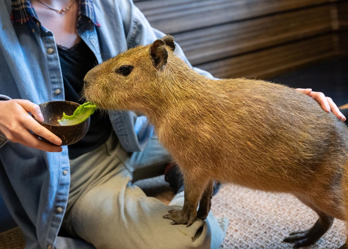 A new Coeur d’Alene cafe lets visitors sit and snuggle with a pair of ...