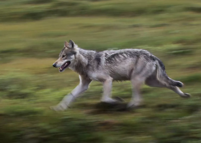 The documentary A Good Wolf looks at the ugly debate around a ...