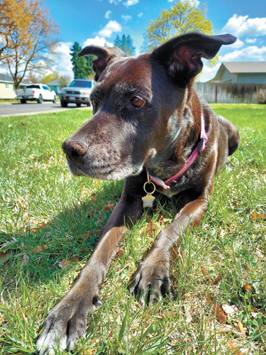 Two vets allege Spokane's only 24-hour ER for pets is creating a ...