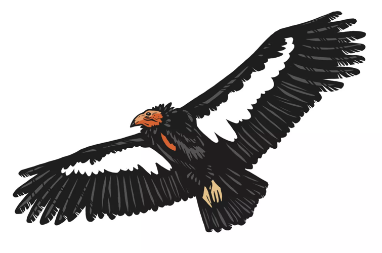 The last scientifically documented sighting of a wild condor in ...