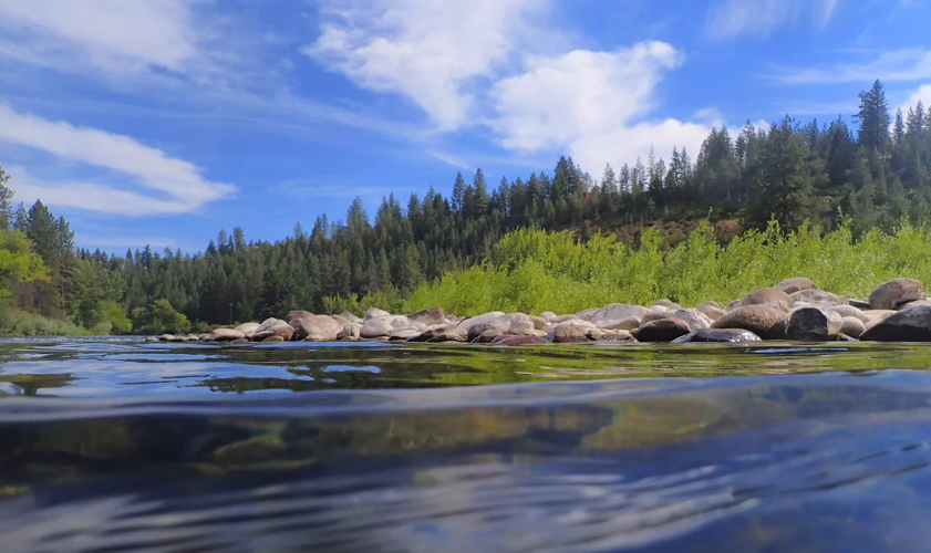 Swimming with the Spokane River's signature fish — a living symbol of ...