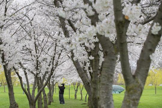 Where to see cherry blossoms in Ontario at peak bloom?