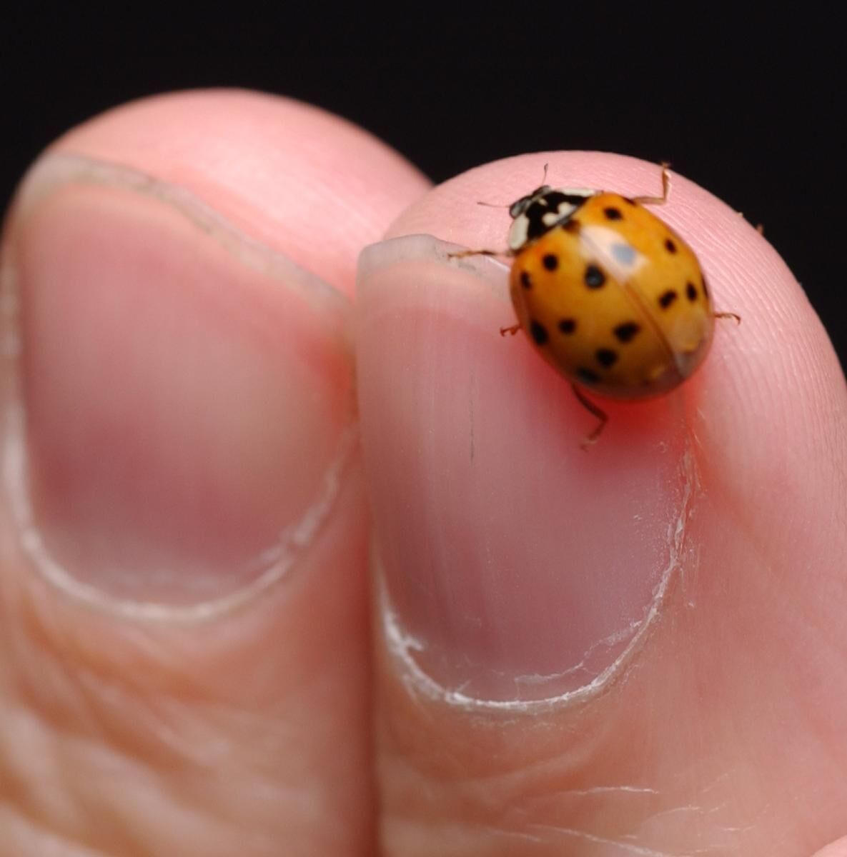 What’s with the ladybugs trying to invade my Ontario house?