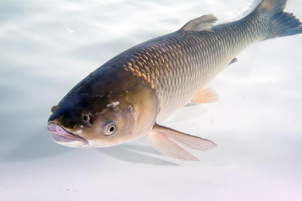This massive invasive fish was just found in Ontario