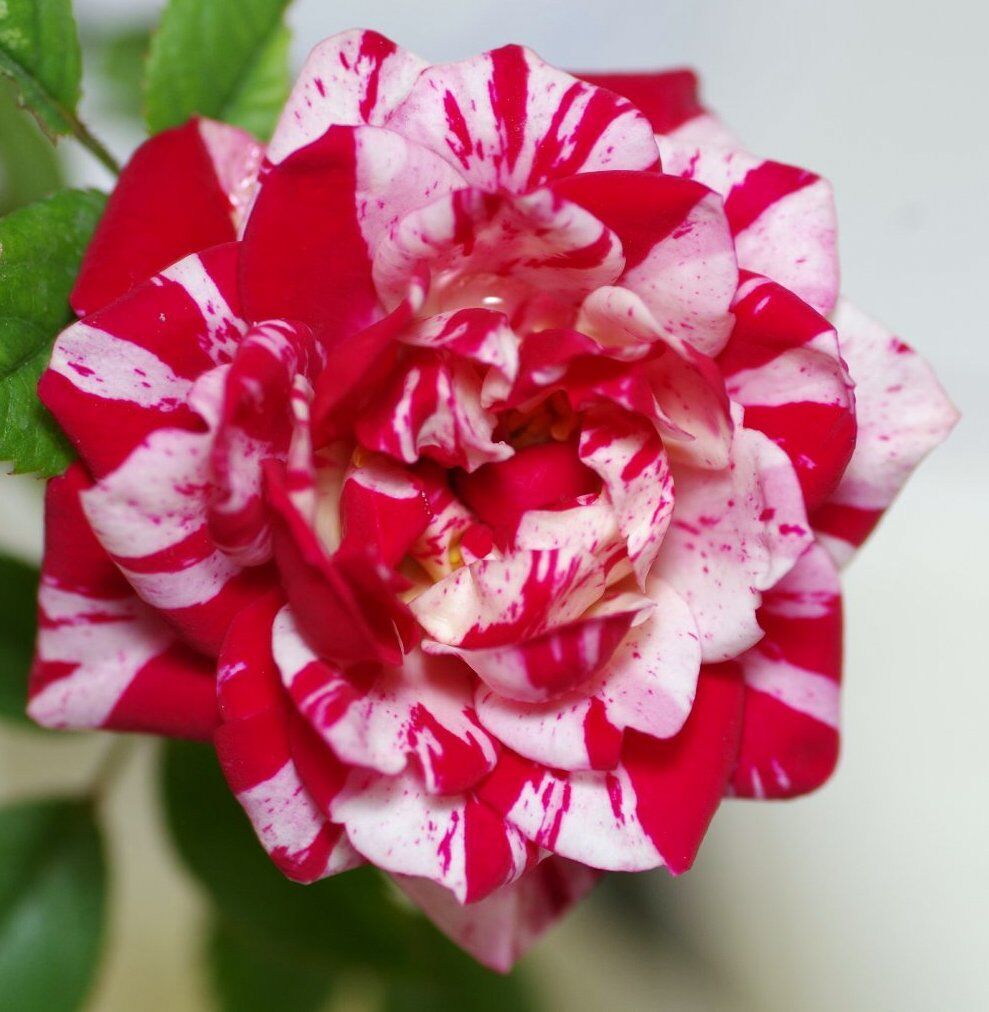 Take a moment to smell the roses at Milton Flower Show Saturday