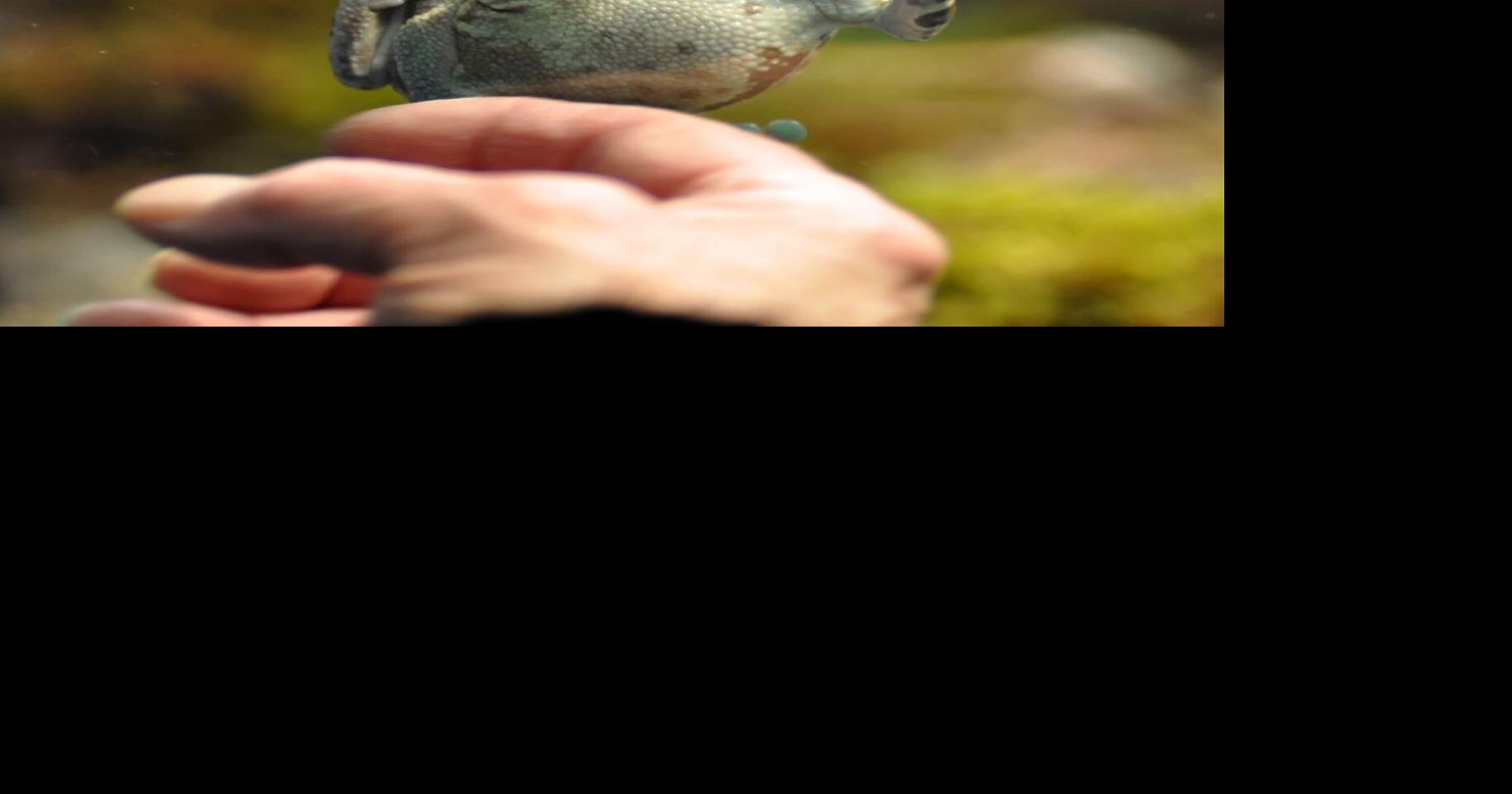 Burlington RBG's frog exhibit opens this weekend