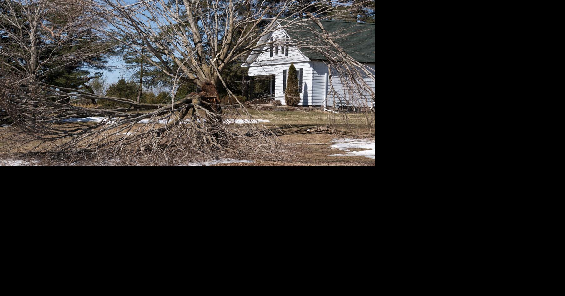 Zombie trees ‘ticking time bombs’ lurking on Ontario lawns