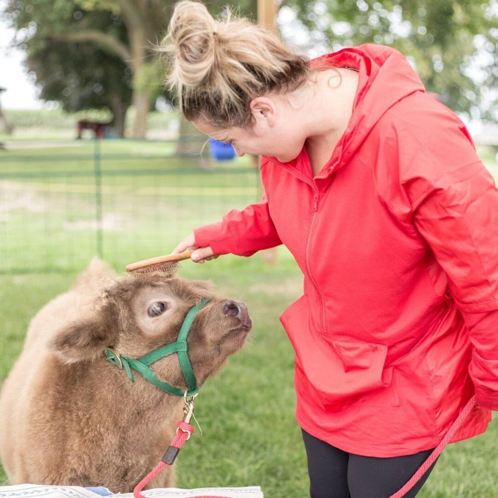 Ontario farm lets you meet mini cows, try goat yoga and more