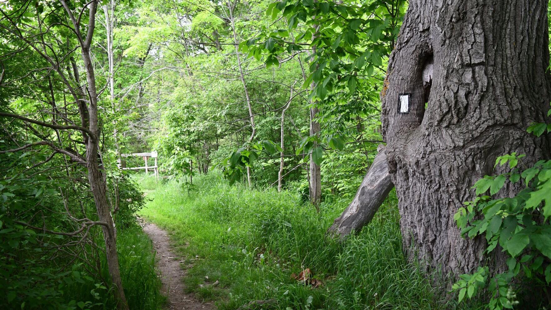 Bruce Trail Conservancy buys 18-acre Burlington property