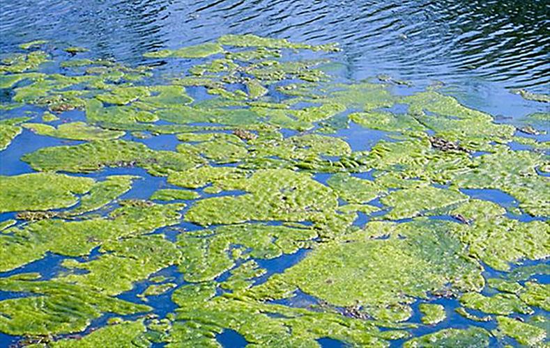 What is blue-green algae and why is it in some Ontario lakes