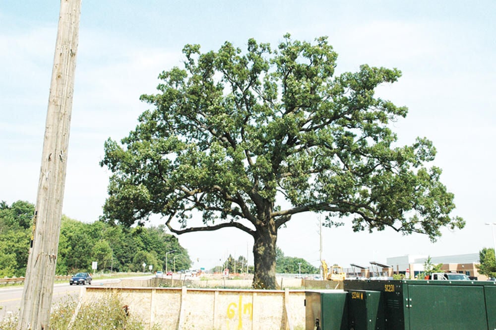 Oak Tree one step closer to protection