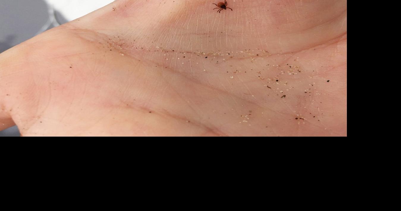 4 things to know about ticks and the spread of Lyme disease in Halton