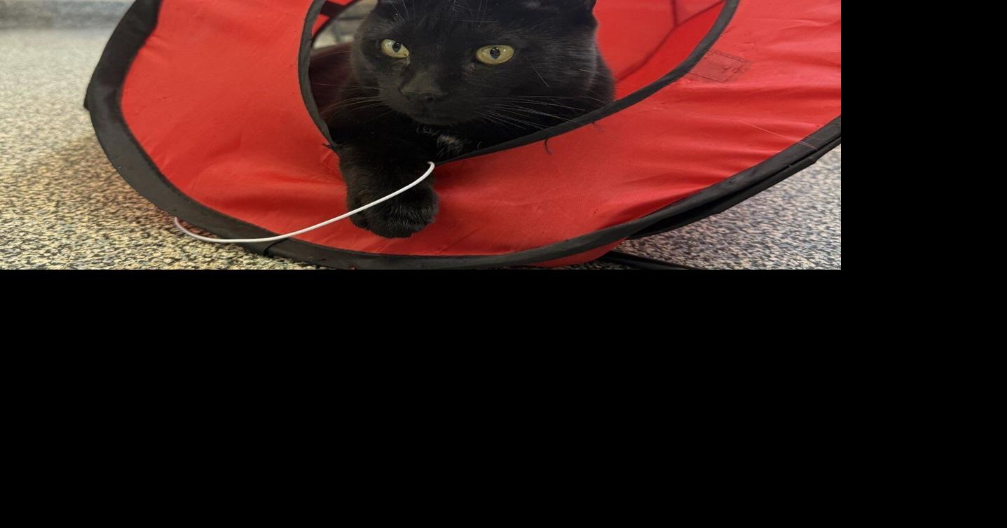 Adopt Sully the cat at Oakville and Milton Humane Society