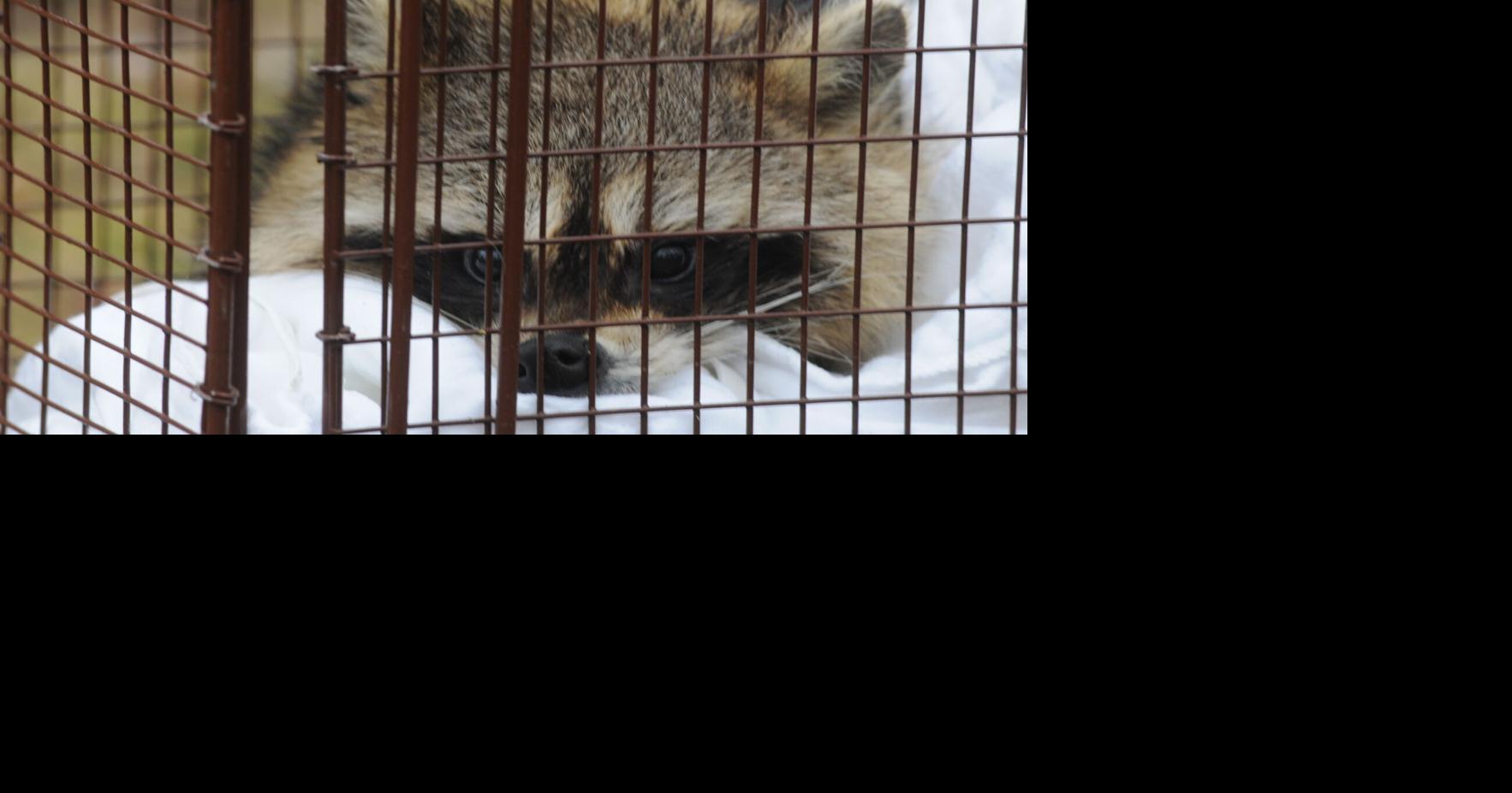 Halton Region Health Department confirms case of raccoon rabies in ...