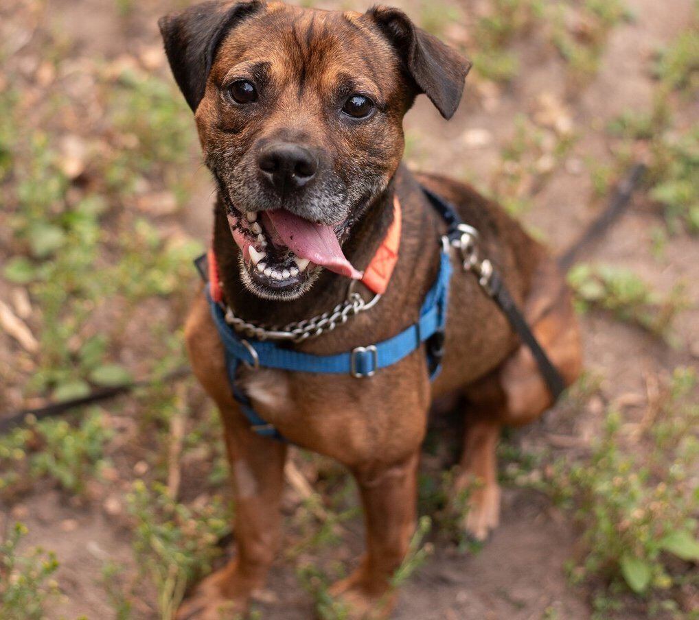Oakville, Milton & Halton Humane Society gets $10M donation