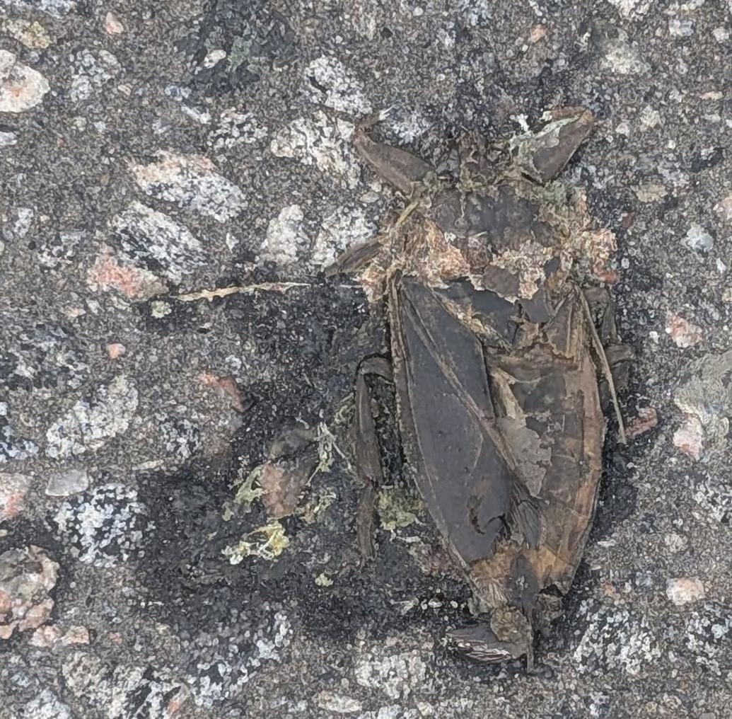 Giant Water Bugs in Ontario: What to Know About ‘Toe-Biters’