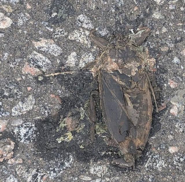 Giant Water Bugs in Ontario: What to Know About ‘Toe-Biters’