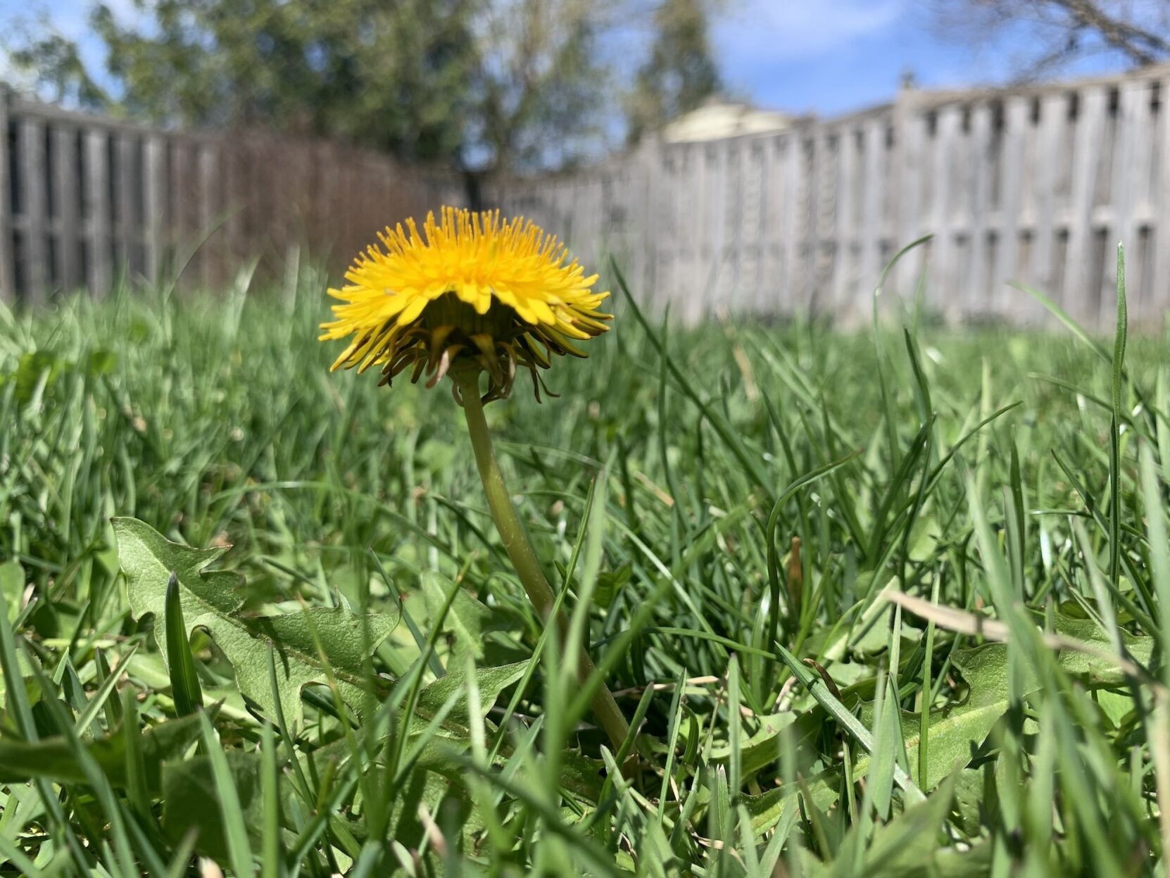 What is No Mow May and does it help pollinator populations?