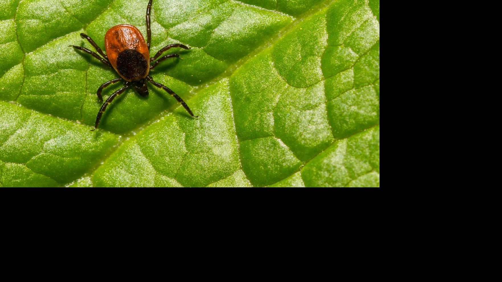 Live in a risk area for Lyme disease in Canada? Find out now