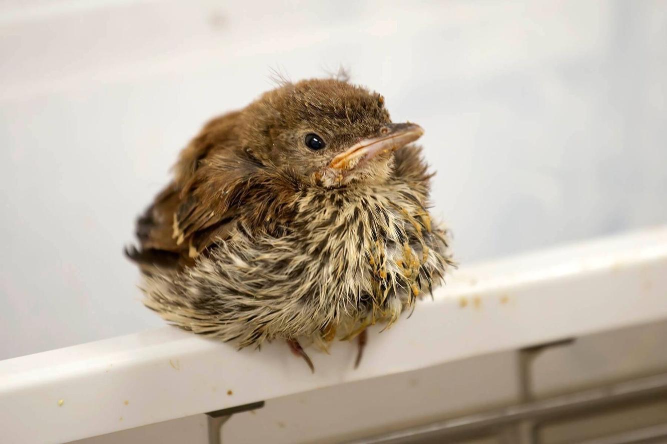 If a baby bird is out of the nest, leave it alone