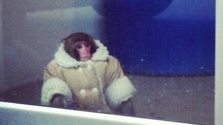 ikea monkey gif
