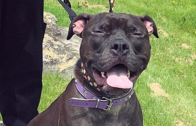 UPDATE: Second missing pit bull found in Burlington neighbourhood