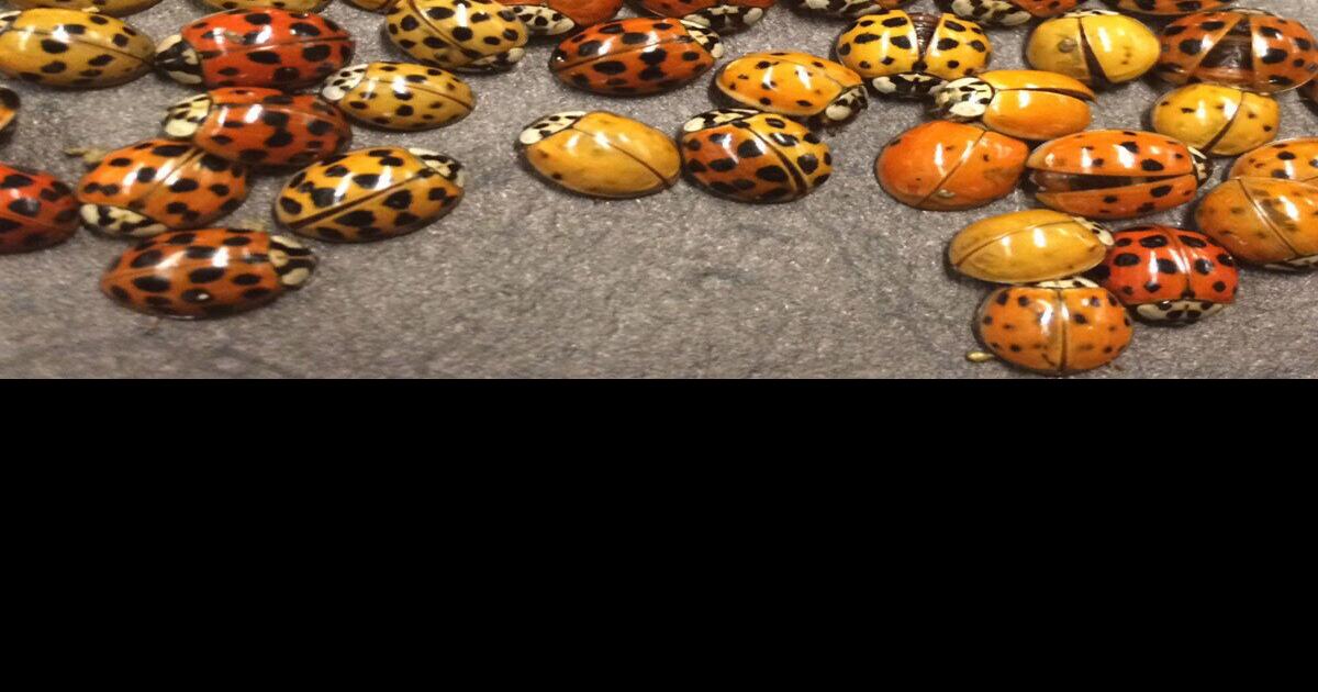 What’s with all the ladybugs?
