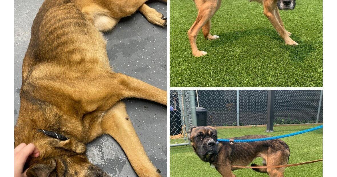 Oakville and Milton Humane Society looking for information on ...