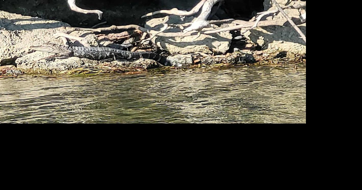 Alligator spotted in Detroit River near Canada-U. S. border