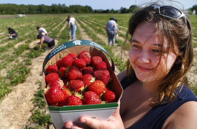 Ontario strawberry season 2026: When does picking start?