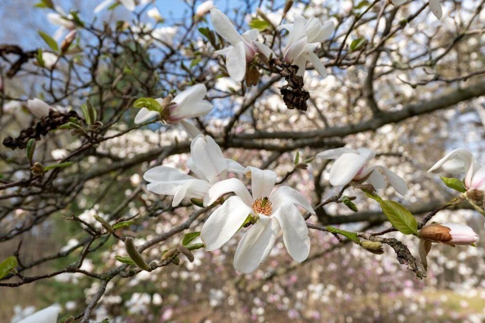 ‘Peak bloom’ for RBG cherry blossoms, star magnolias